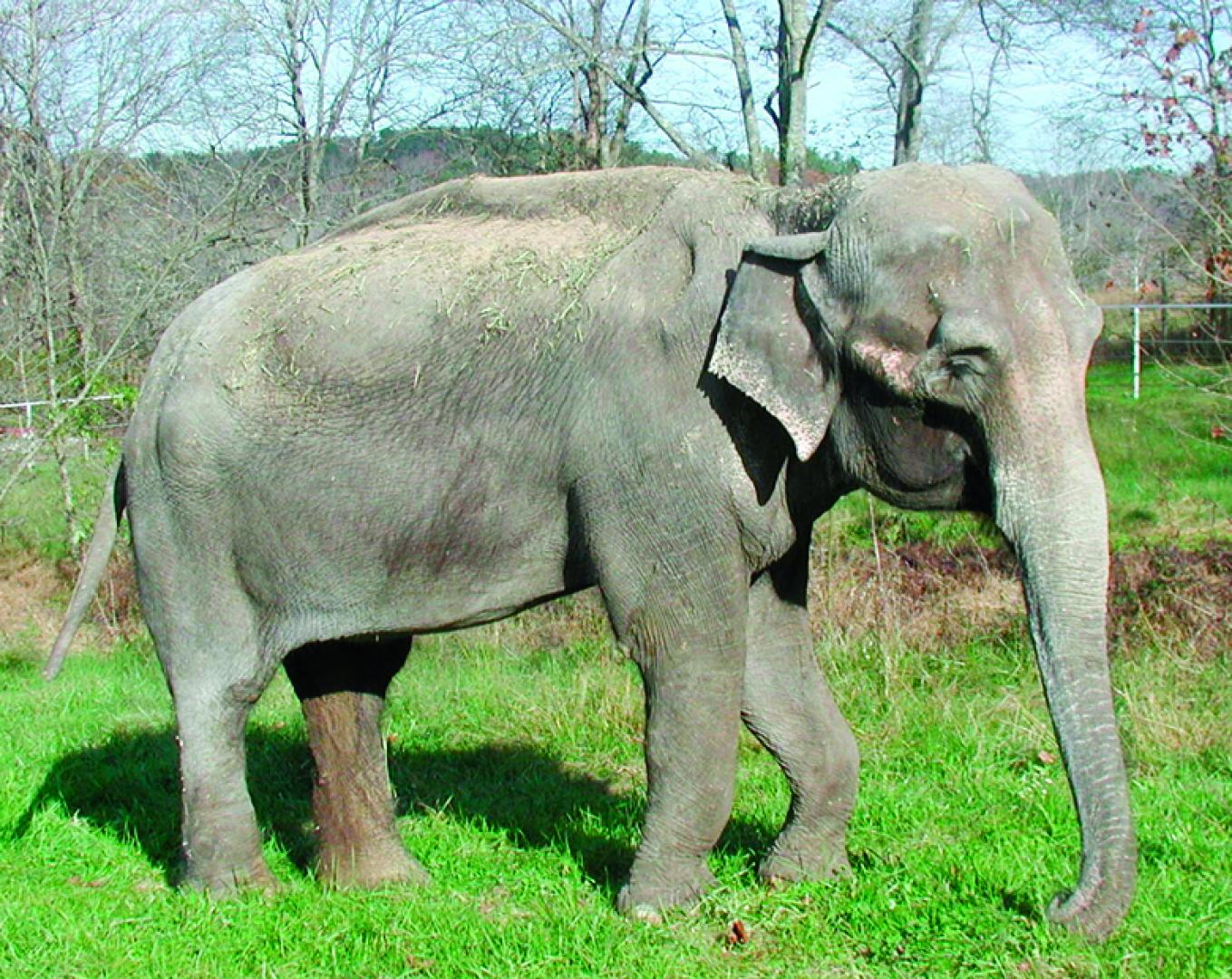 Lota The Elephant Sanctuary In Tennessee Lota The Elephant Sanctuary In Tennessee