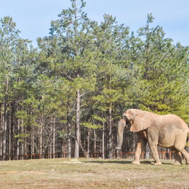 The Elephant Sanctuary in Tennessee