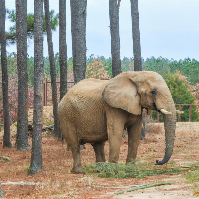 The Elephant Sanctuary in Tennessee