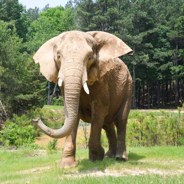 Jana - The Elephant Sanctuary in Tennessee