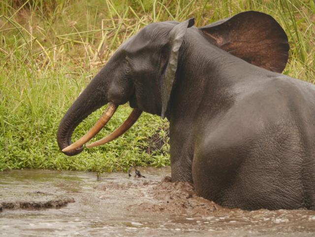 The battle for the survival of the forest elephant can be won ...