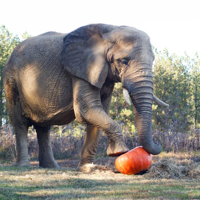 2021 Pumpkin Drive for Elephants - EleNotes - The Elephant Sanctuary in ...