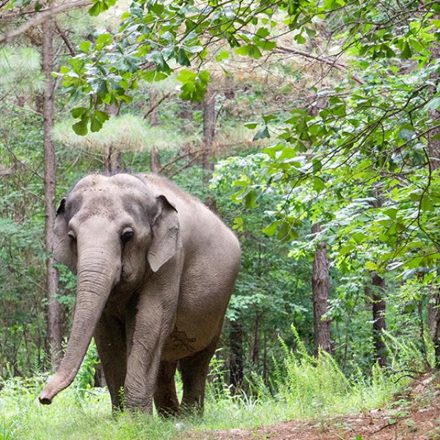 Celebrating Tarra - EleNotes - The Elephant Sanctuary in Tennessee