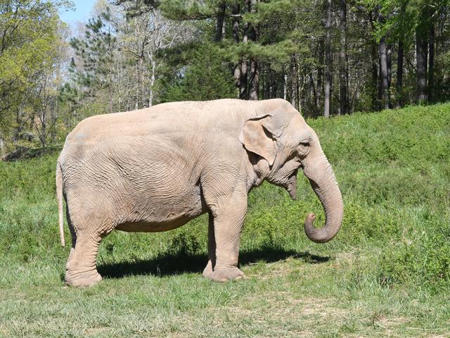 News - The Elephant Sanctuary in Tennessee