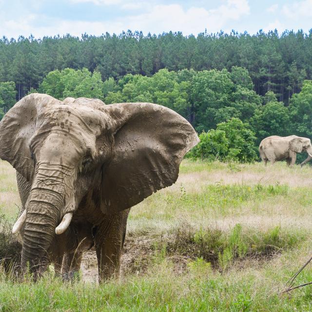 August Elephant Awareness Month - EleNotes - The Elephant Sanctuary in ...