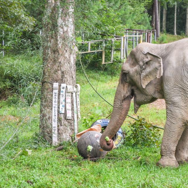 Trunk Trivia: Test Your Elephant Knowledge! - EleNotes - The Elephant ...