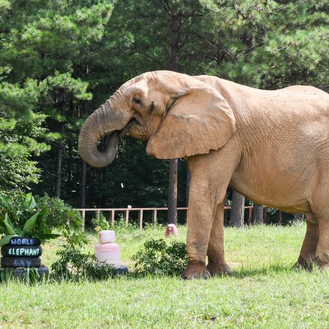News - The Elephant Sanctuary in Tennessee