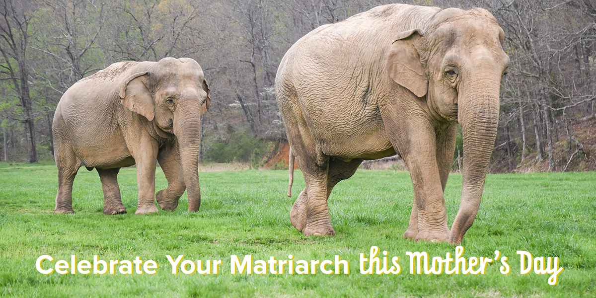 Celebrate Your Matriarch: Mother's Day 2025 - EleNotes - The Elephant ...