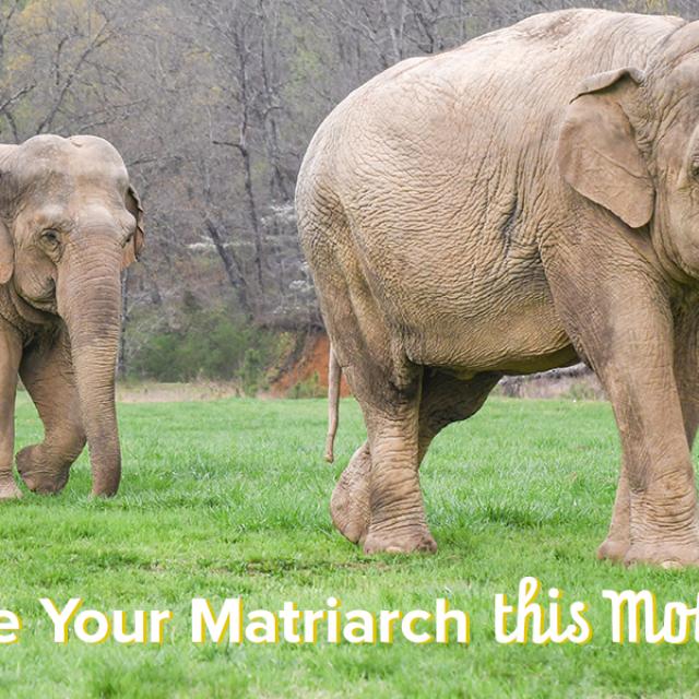 Celebrate Your Matriarch: Mother's Day 2025 - EleNotes - The Elephant ...