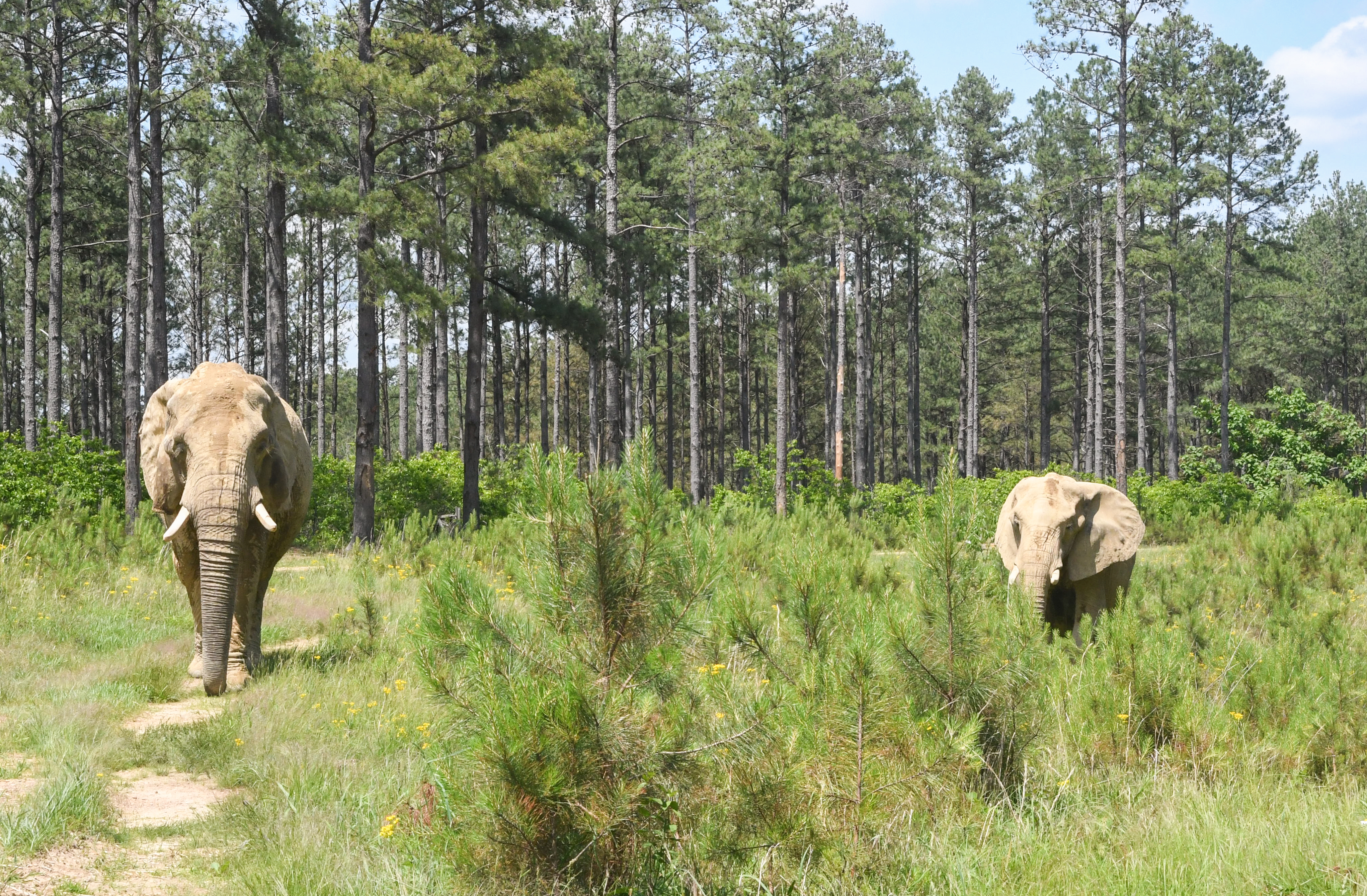 Springtime Explorations - EleNotes - The Elephant Sanctuary in Tennessee