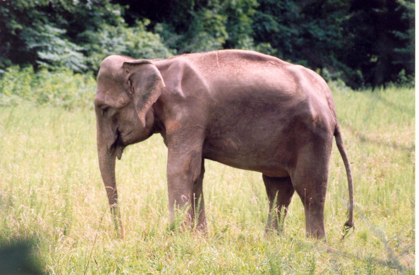 Barbara - The Elephant Sanctuary in Tennessee