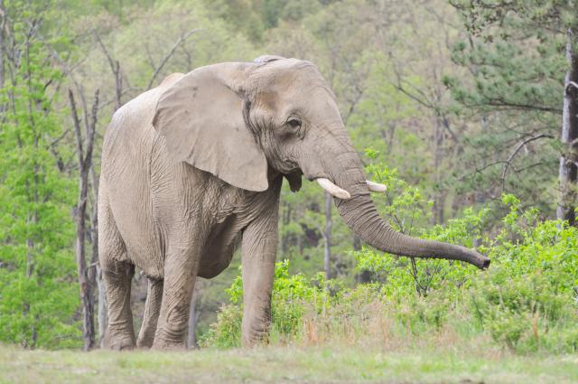 Distance Learning - The Elephant Sanctuary in Tennessee